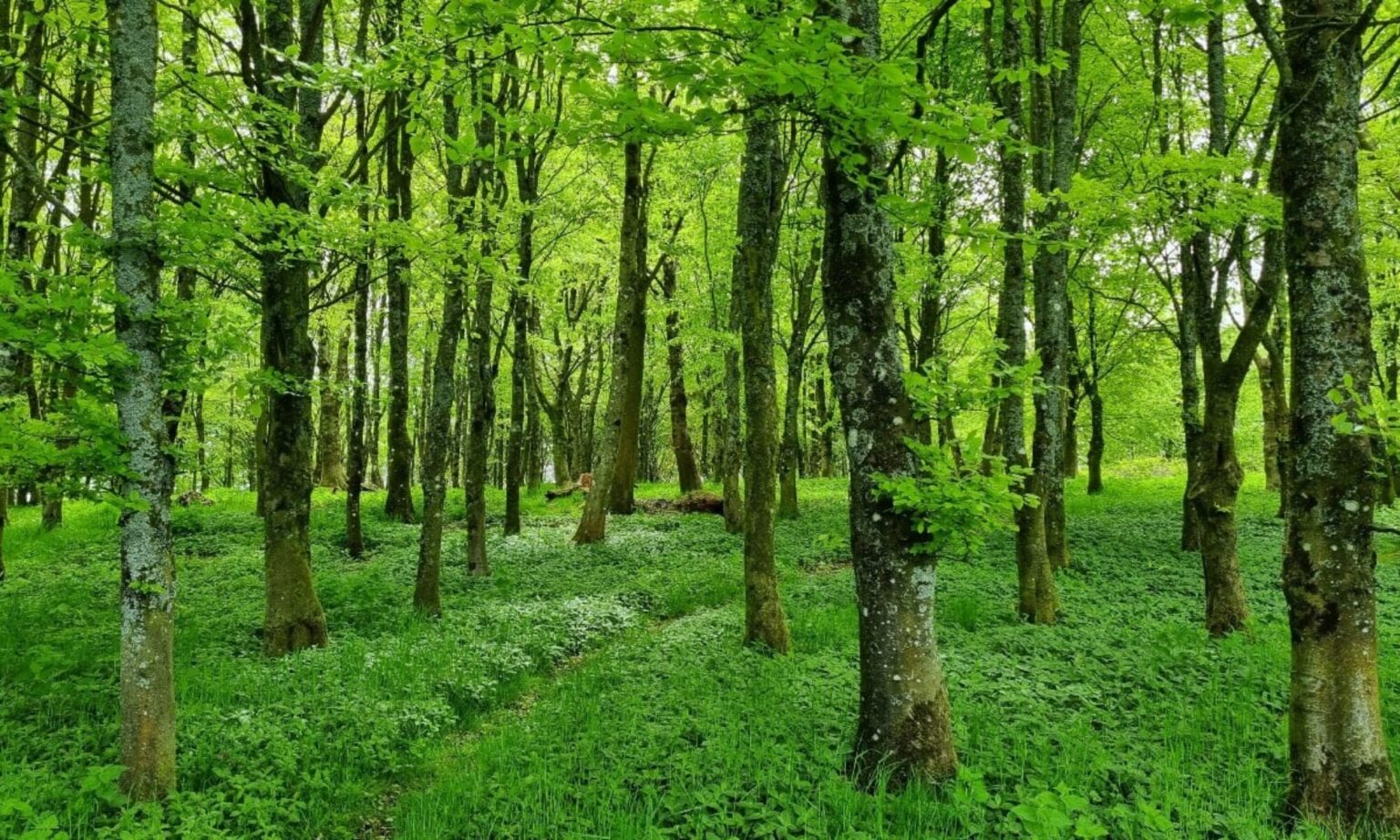 Nature and Forest Therapy - Iceland - Shinrin-yoku - forest bathing in ...